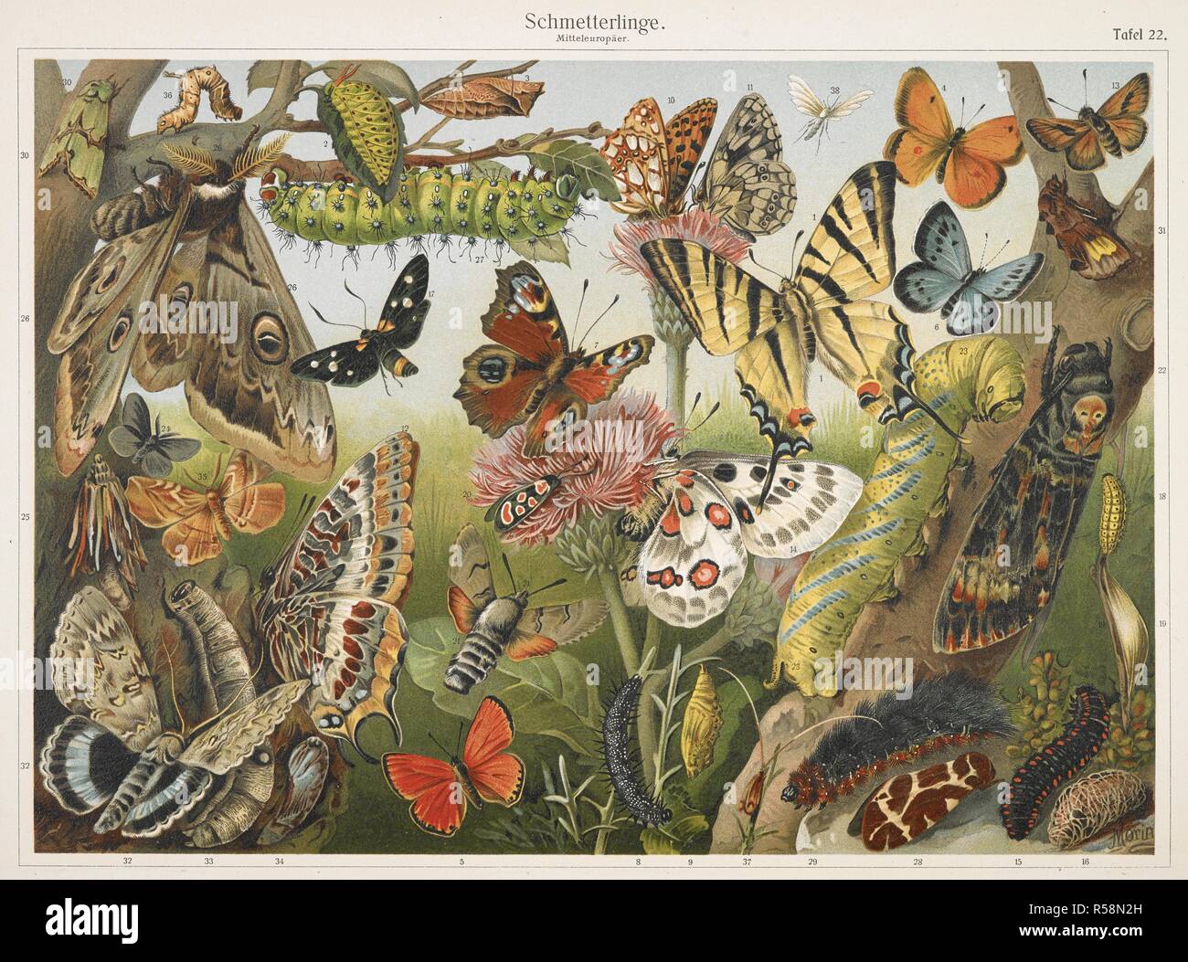 Schmetterlinge (butterfles). MitteleuropÃ¤er (Central European ...