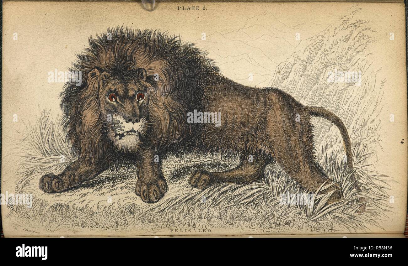 'Felis Leo'. A lion. The natural history of the FelinÃ¦, illustrated by ...