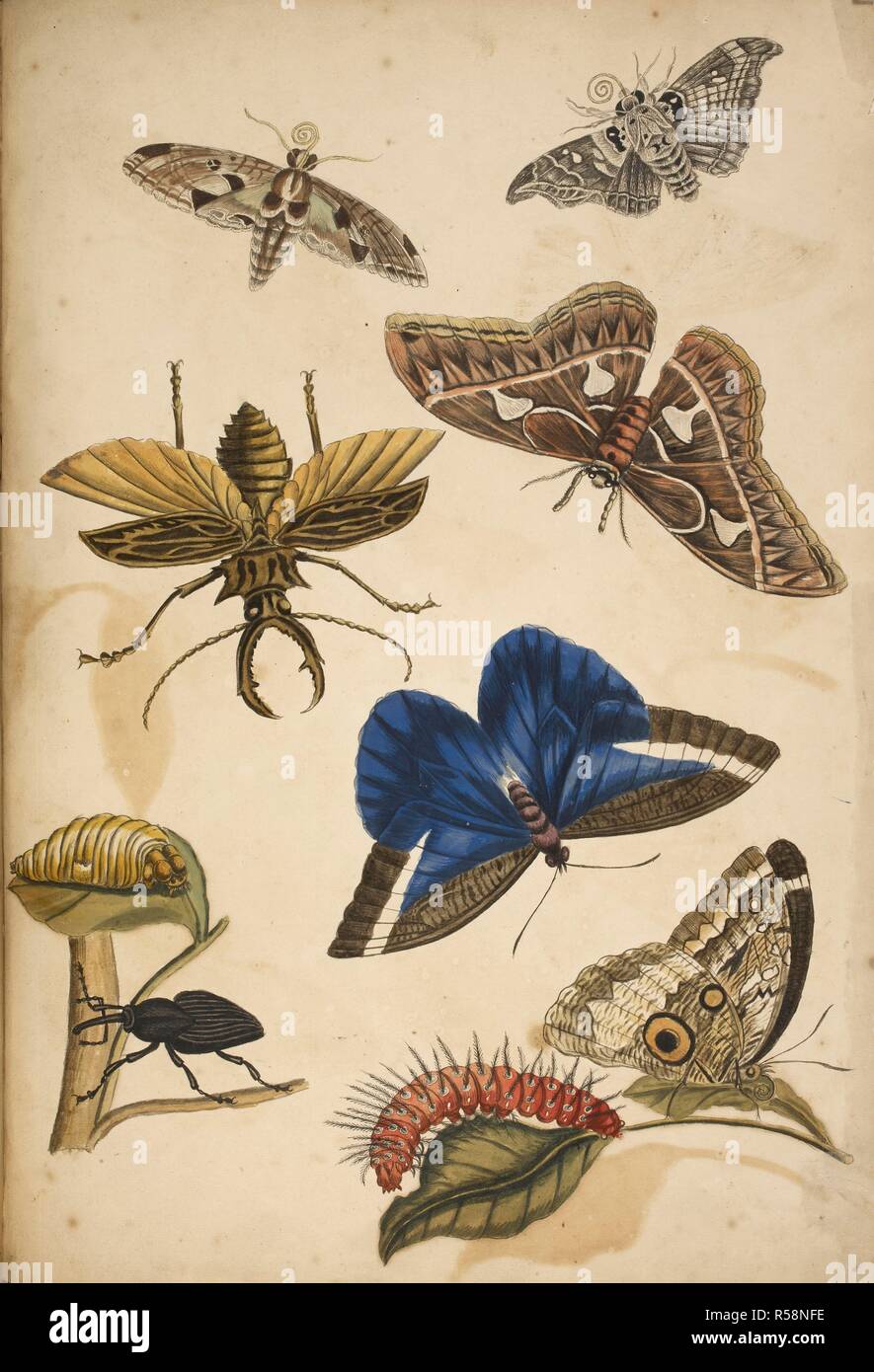 Maria merian insects hi-res stock photography and images - Alamy