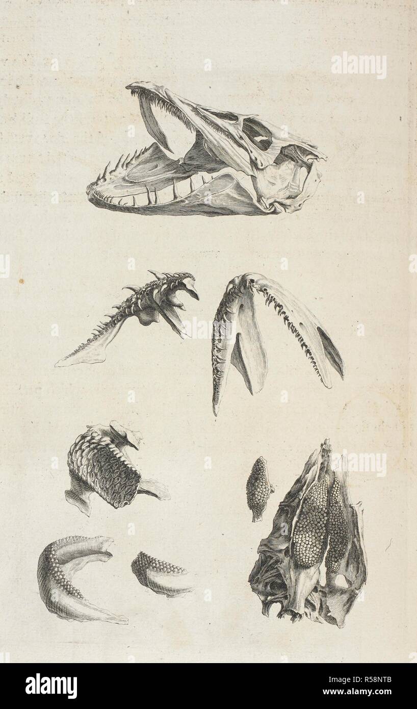 The uppermost figure is the bones of the head of a pike. The rest are ...