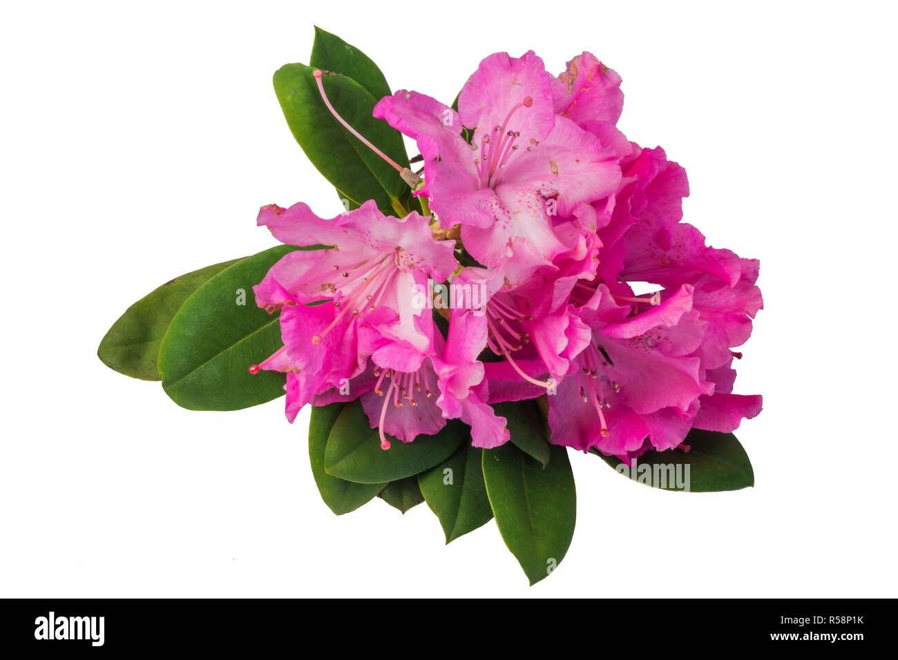 Rhododendron pink flowers isolated Stock Photo - Alamy