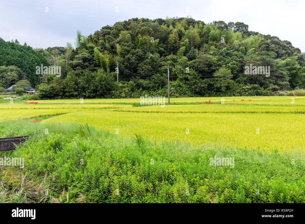 Paddy rice field Stock Photo - Alamy