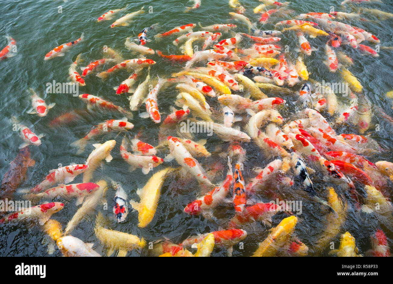 Colorful Koi fish pond Stock Photo - Alamy