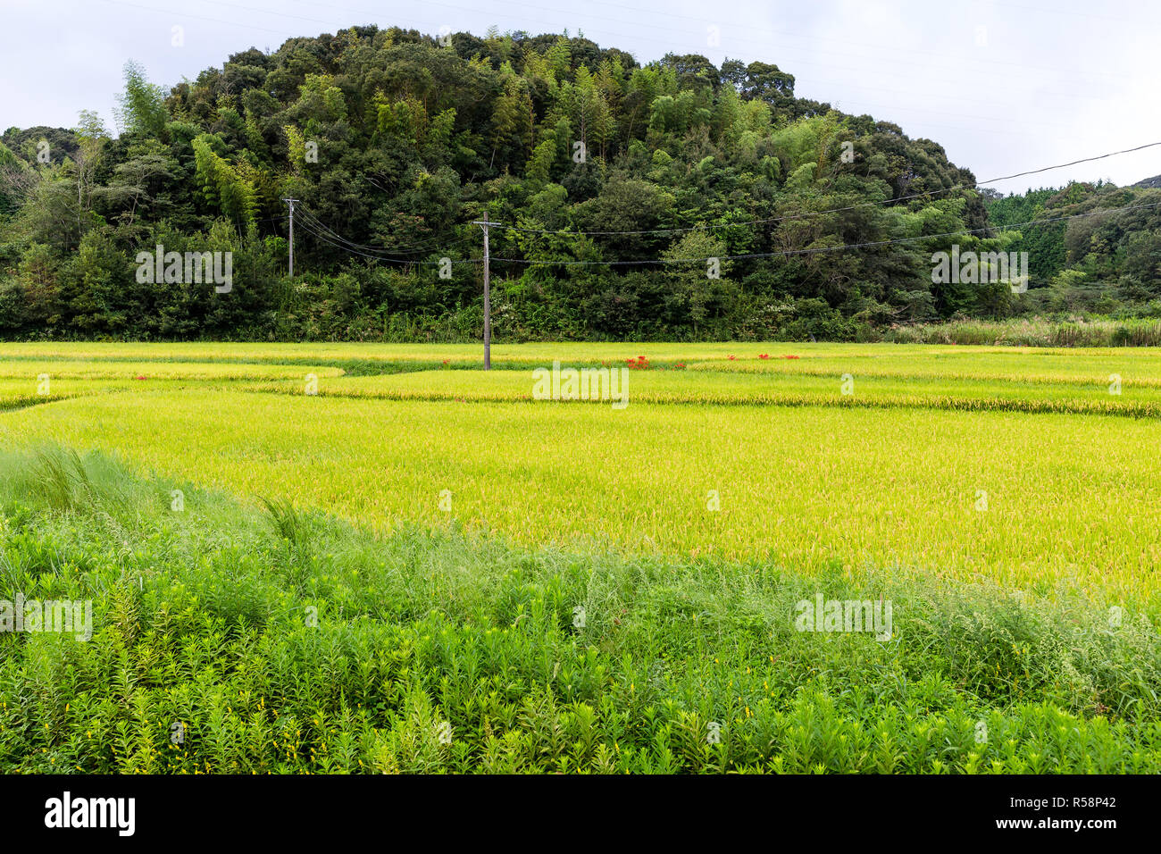 Rice field in the countryside Stock Photo - Alamy