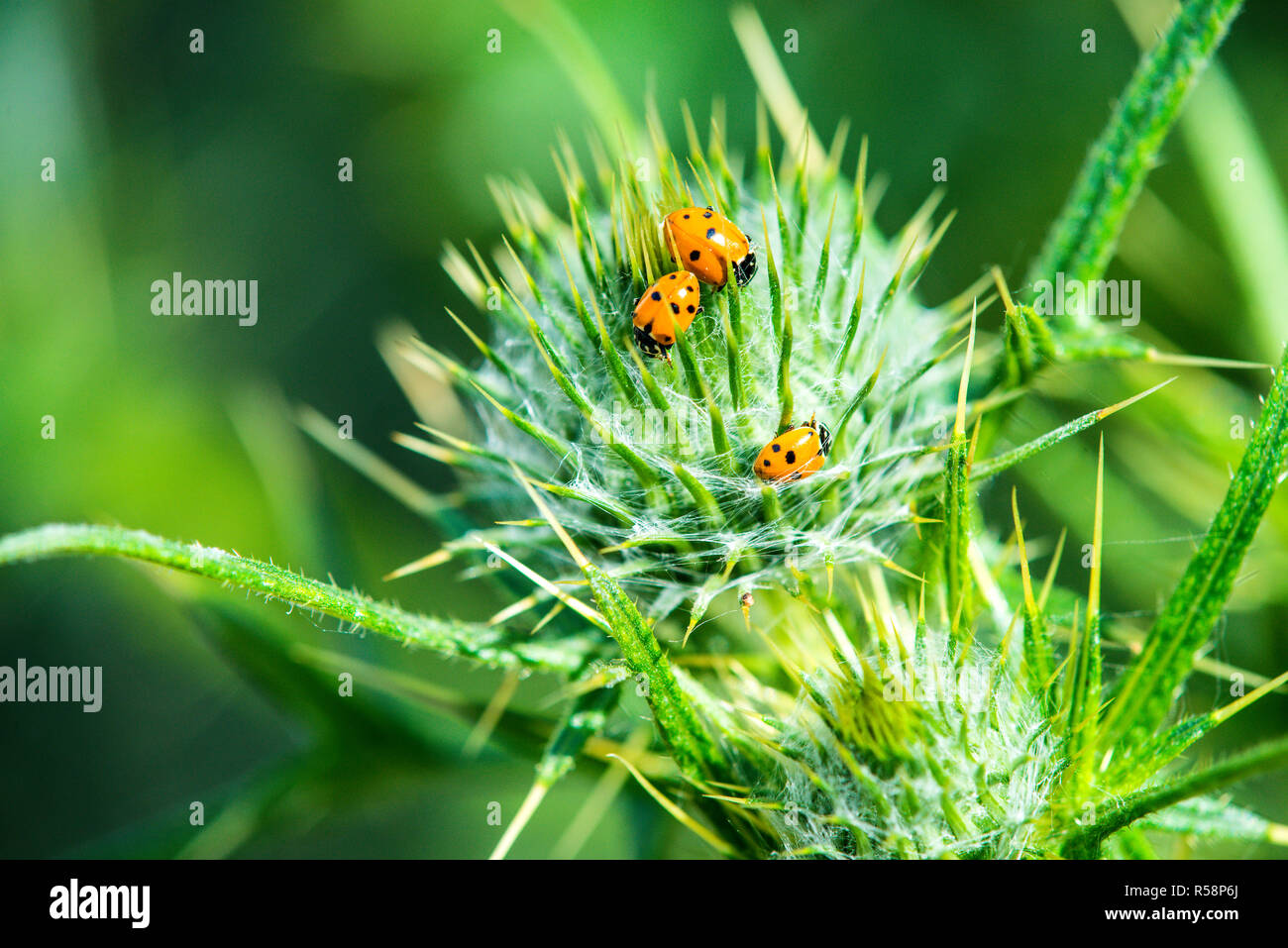 Ladybug insect group hi-res stock photography and images - Alamy