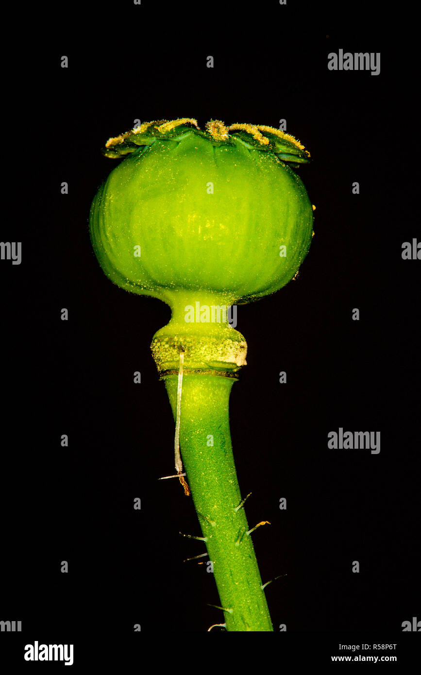 opium poppy,flower and capsule Stock Photo - Alamy