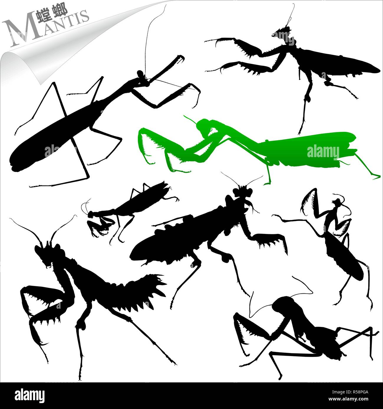 Vector Silhouettes of insects - mantis Stock Vector Image & Art - Alamy