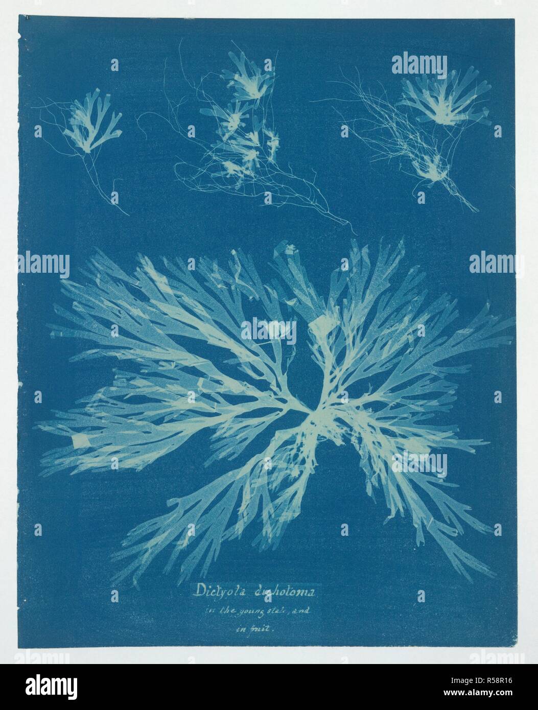 Anna atkins dictyota dichotoma hi-res stock photography and images - Alamy