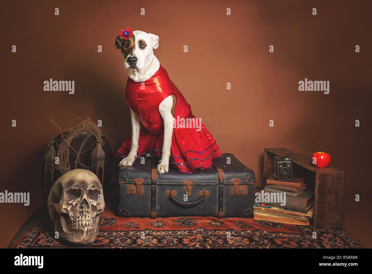 halloween spooky dogs dress up Stock Photo - Alamy
