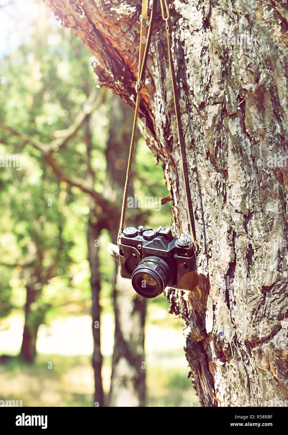 Old retro film camera hanging on a tree Stock Photo - Alamy