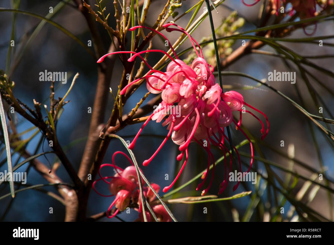 Sydney Australia, pink flowers of a grevillea tree an Australian native ...