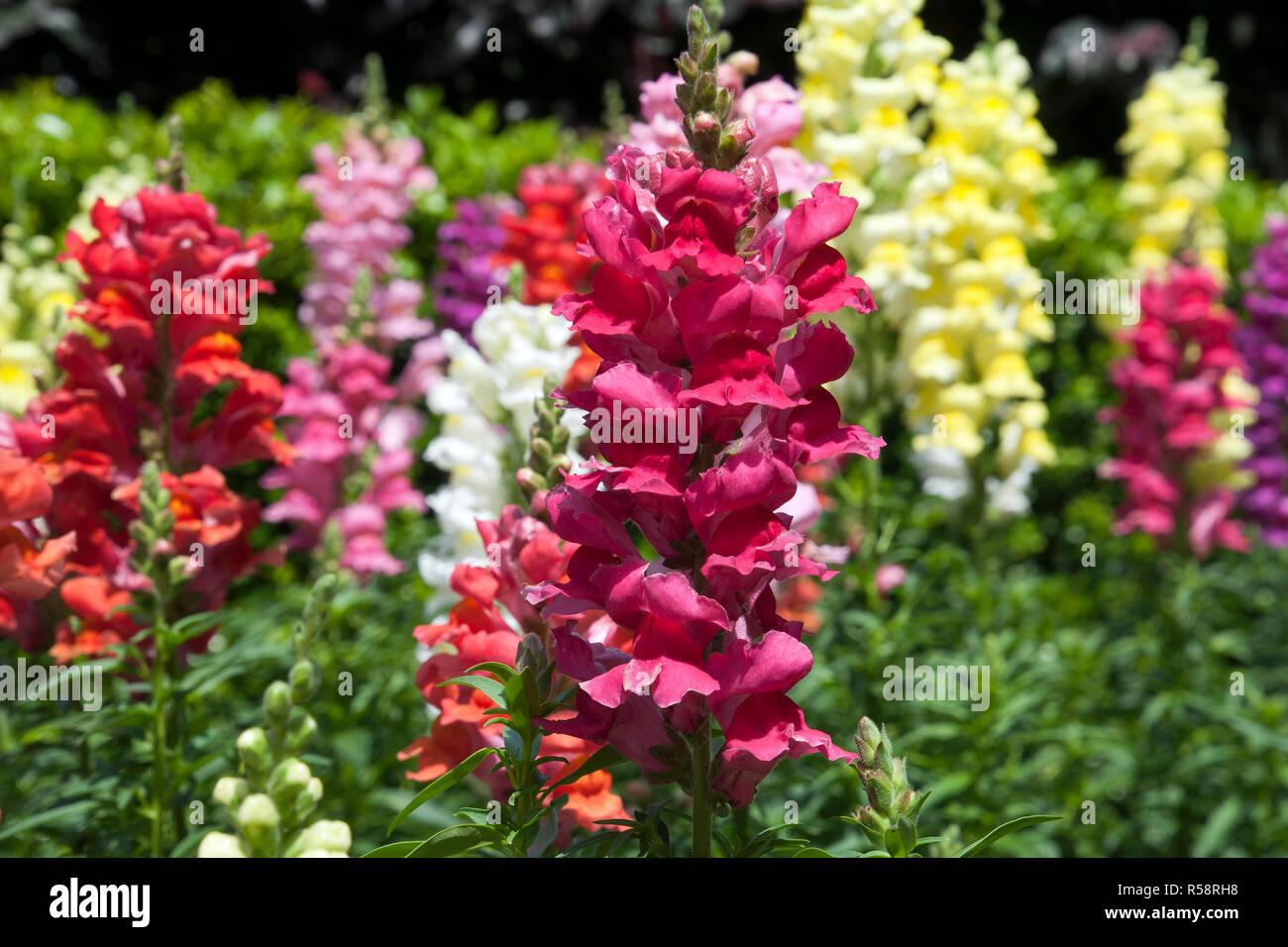 Snap dragon flowers hi-res stock photography and images - Alamy