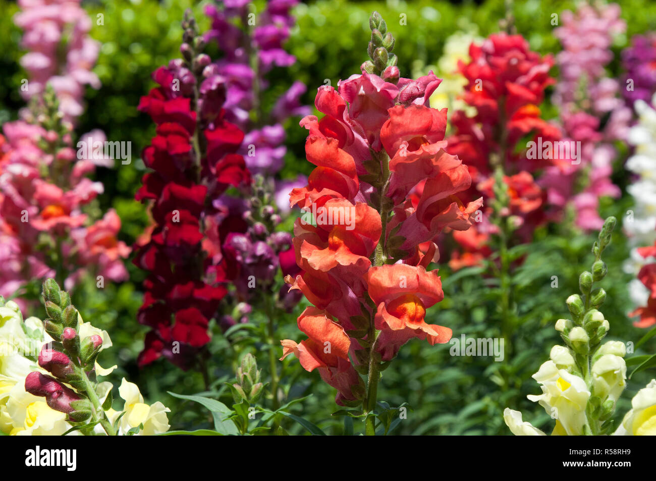 Sydney Australia, garden filled with colorful snap dragon flowers Stock ...