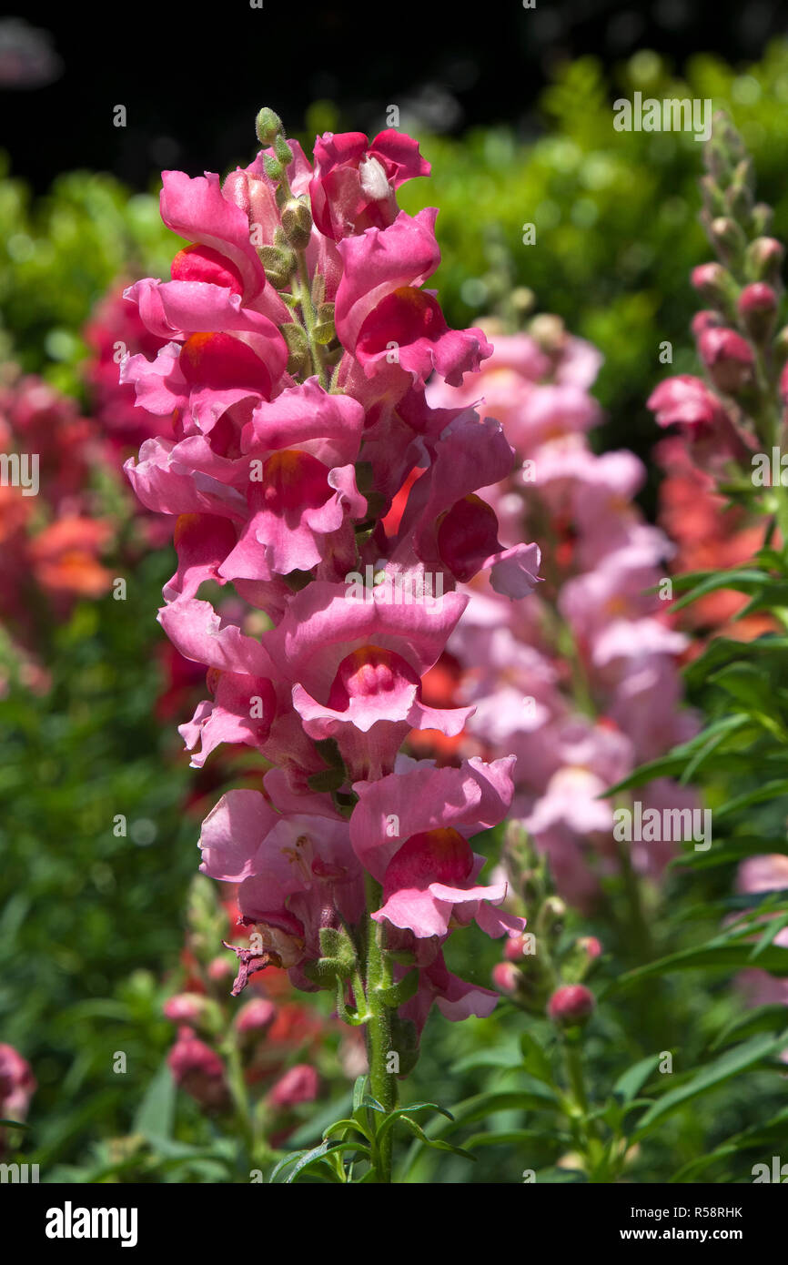Snap dragon flowers hi-res stock photography and images - Alamy