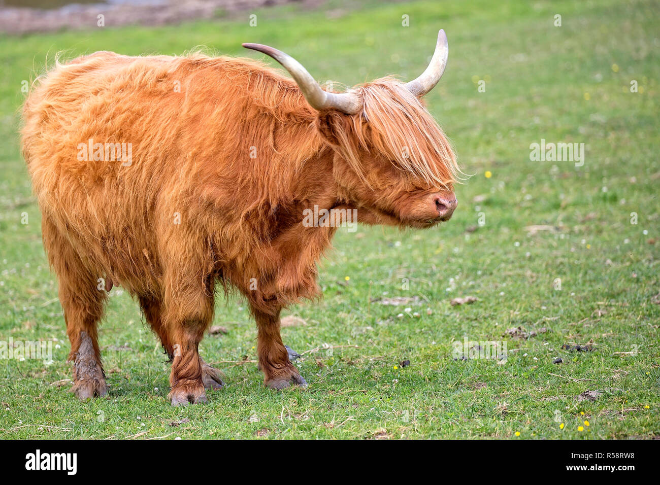 Scottish cow in a clearing Stock Photo - Alamy