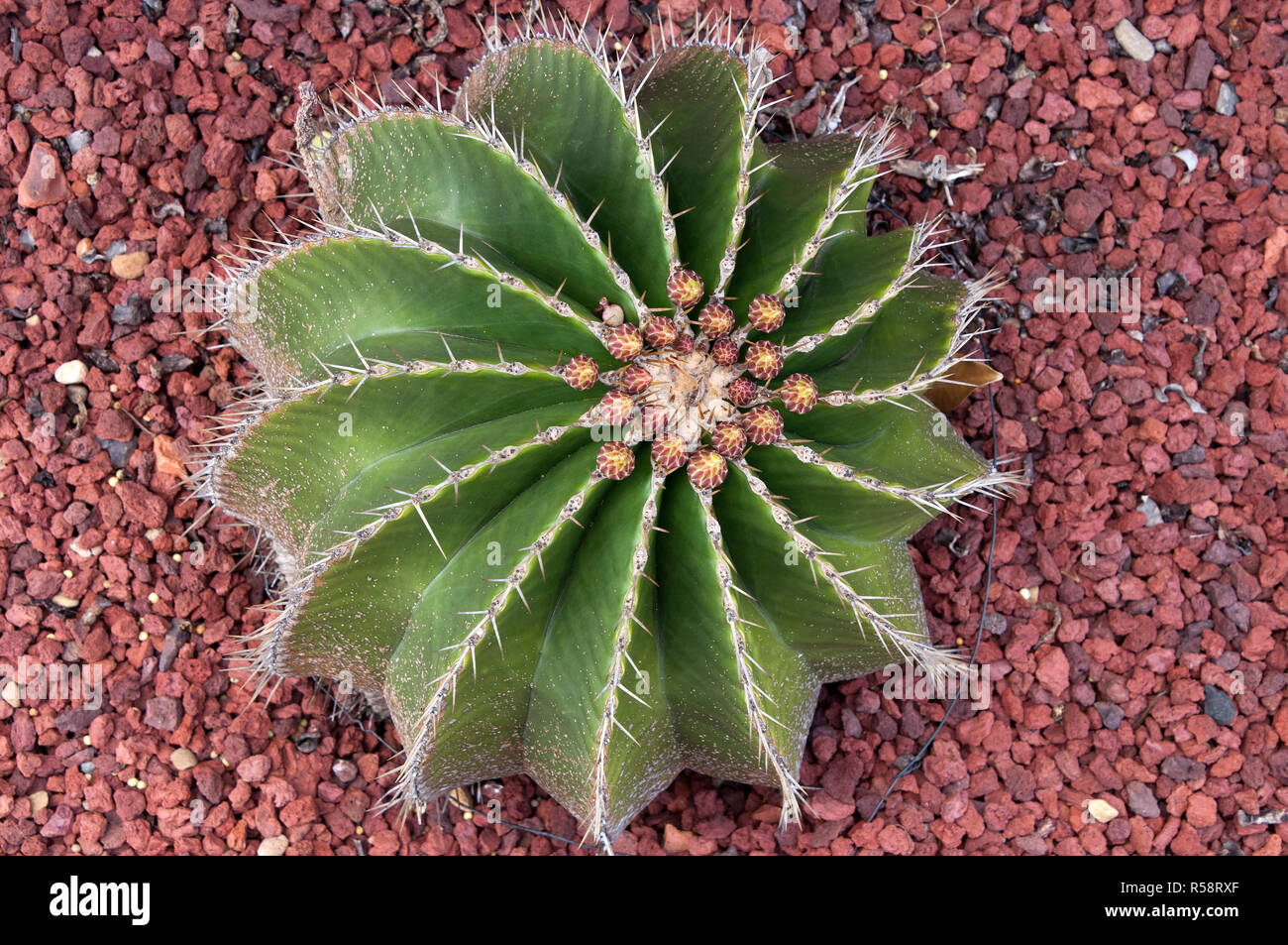Sydney Australia, looking down on the spiral shape of a ferocactus ...