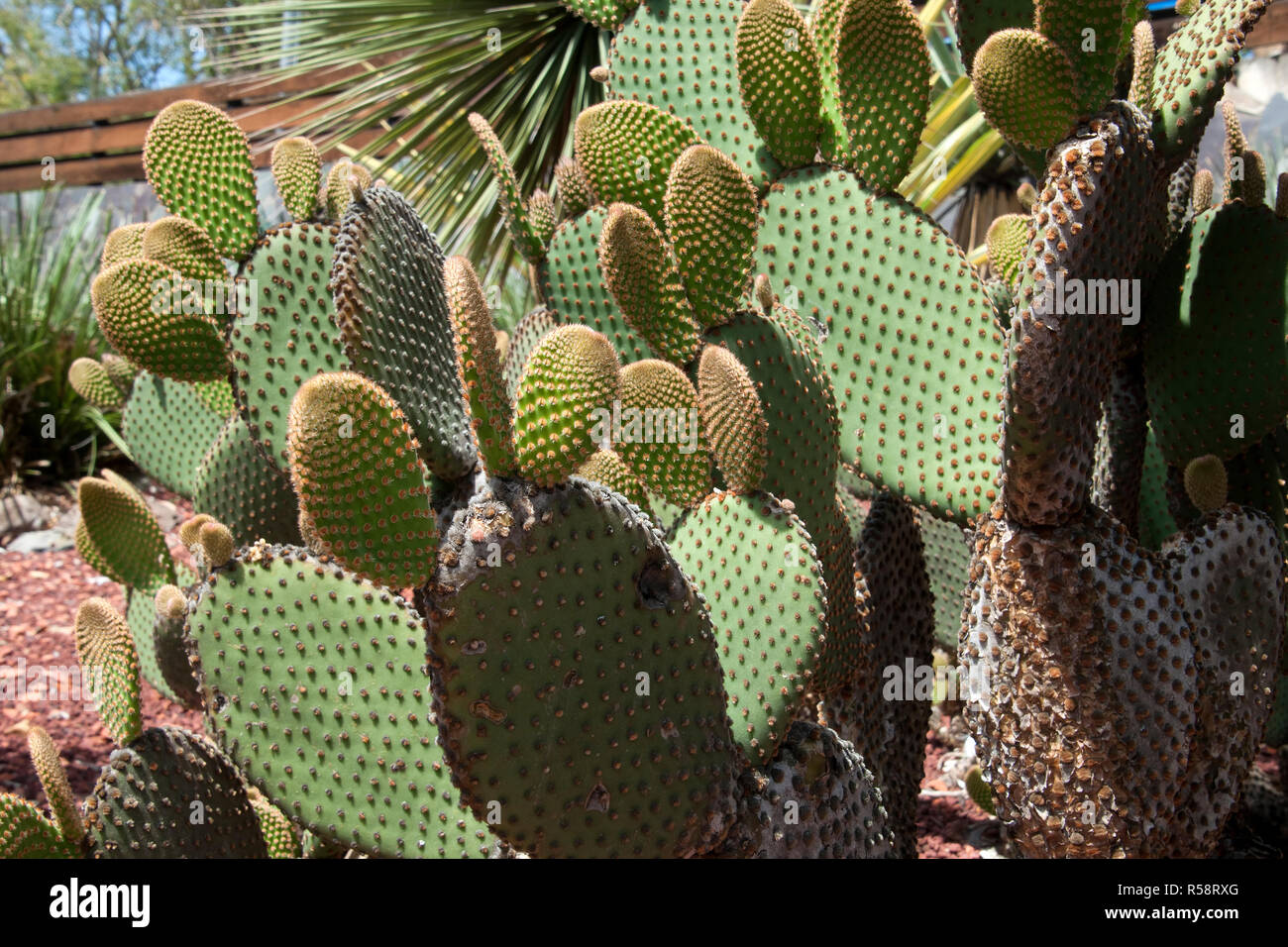 Texas native cactus hi-res stock photography and images - Alamy