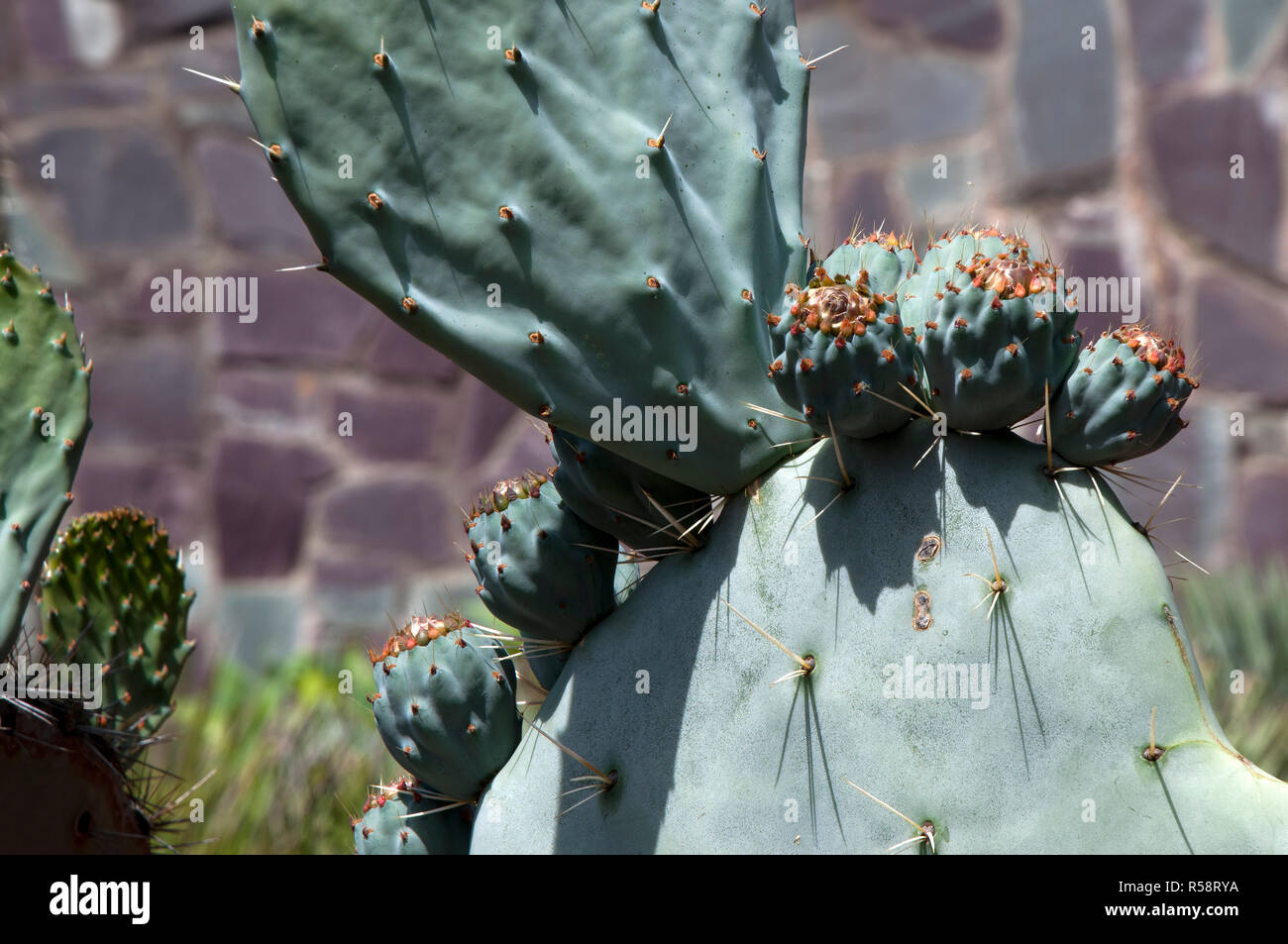 Sydney Australia, Opuntia Robusta cactus paddles with flower buds Stock ...