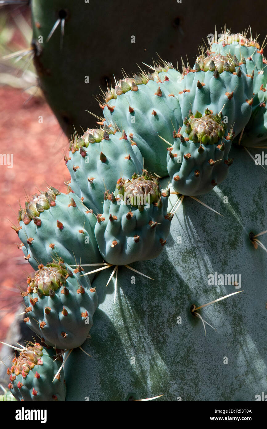 Sydney Australia, Opuntia Robusta cactus paddles with flower buds Stock ...