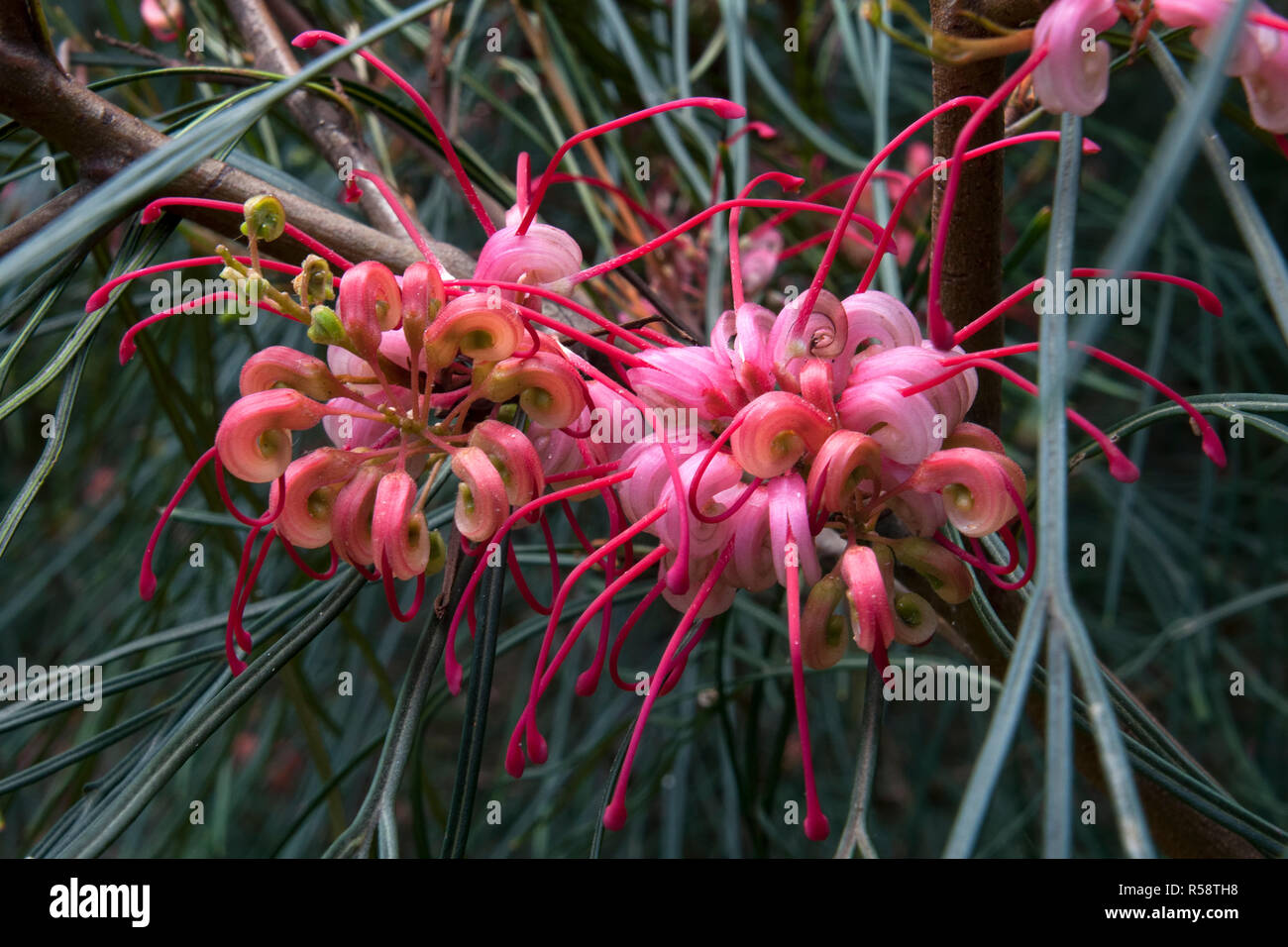 Sydney Australia, pink flowers of a grevillea tree an Australian native ...