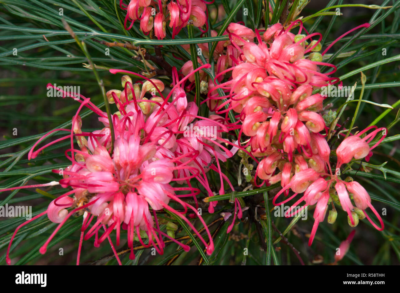 Sydney Australia, pink flowers of a grevillea tree an Australian native ...