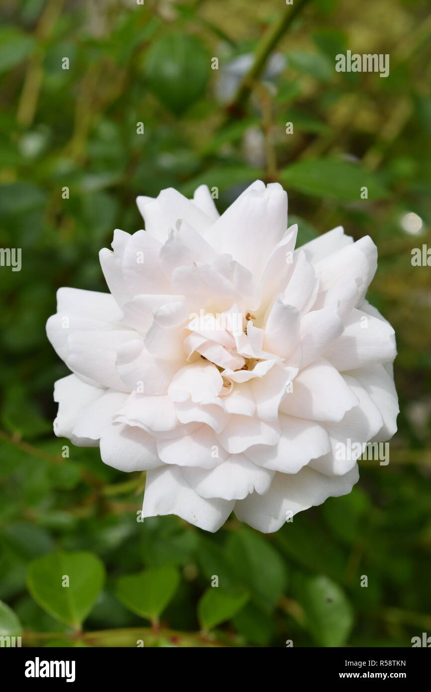 beautiful blossom of a white rose in close up Stock Photo - Alamy