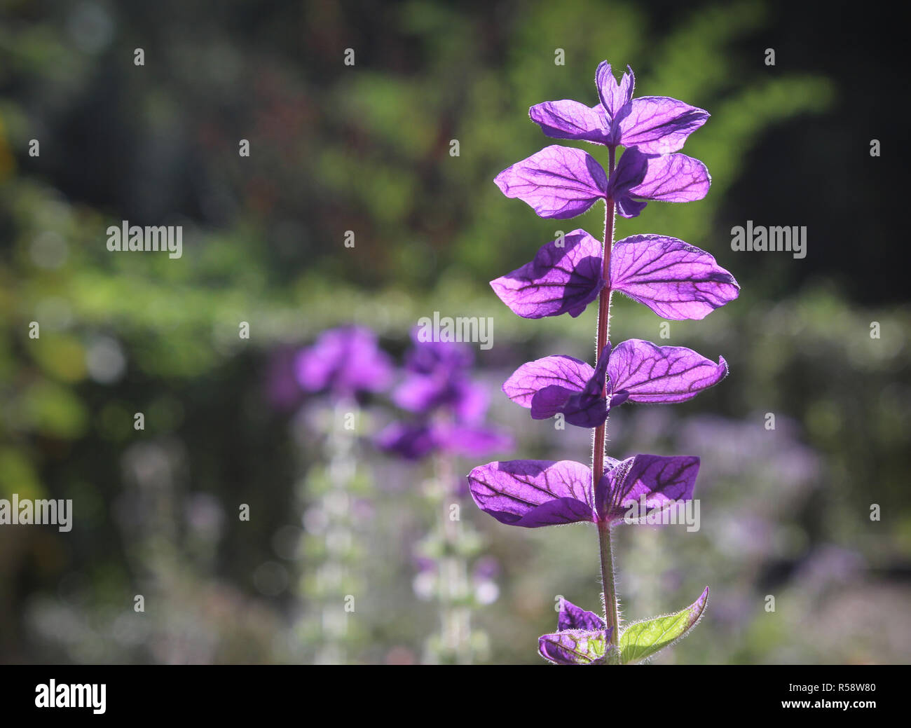 Bract leaf hi-res stock photography and images - Alamy