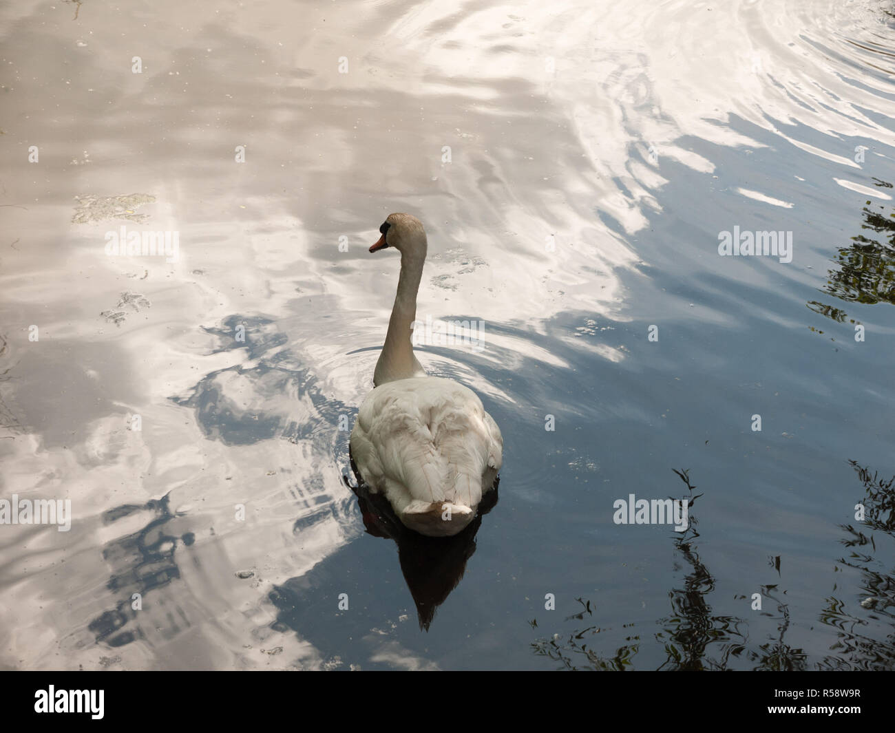 swan on lake surface seen from behind head turned Stock Photo - Alamy