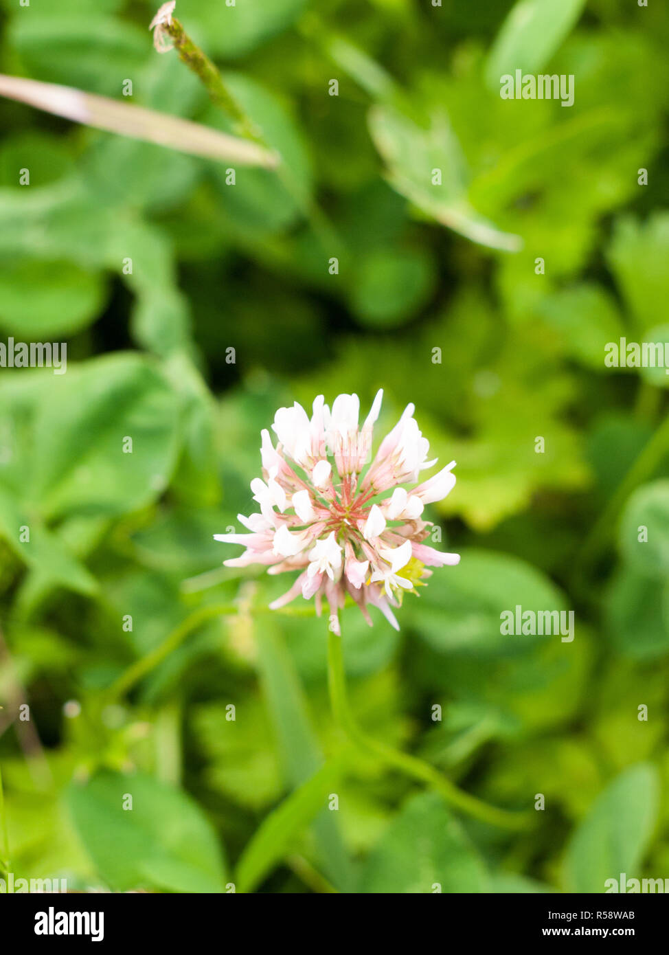 lovely white clover flower head Stock Photo - Alamy