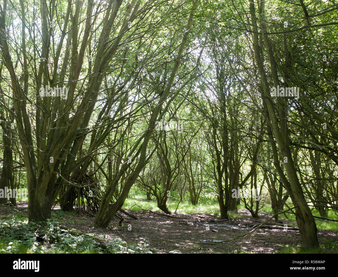 inside a wood with trees Stock Photo - Alamy
