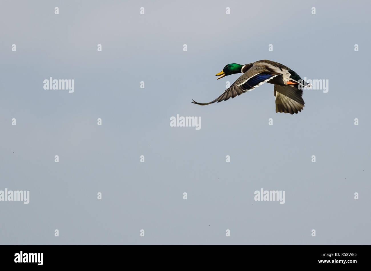 Male and female mallard in flight hi-res stock photography and images ...