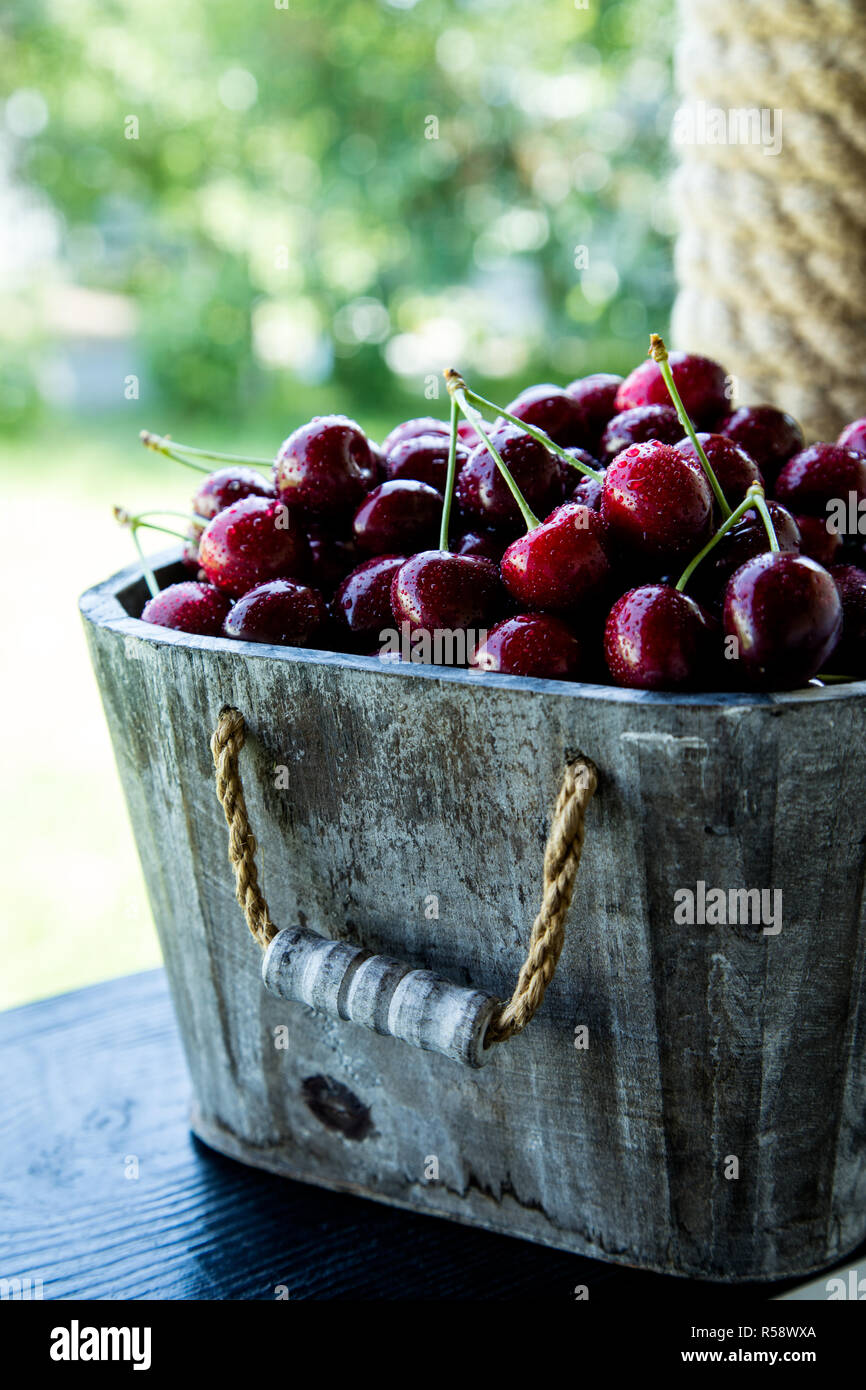 Cherry basket. cherry tree branch. fresh ripe cherries. sweet cherries ...
