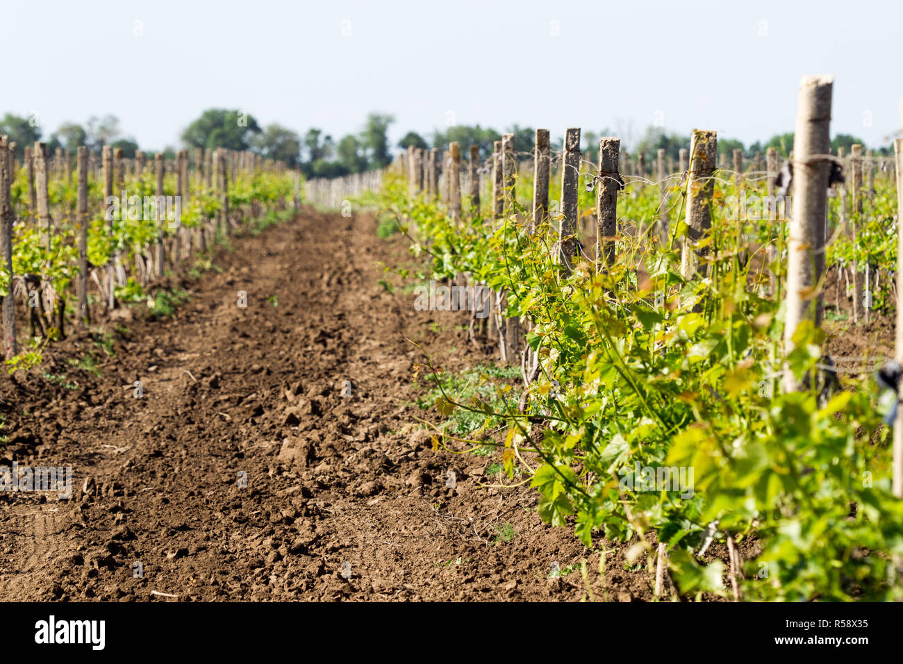Rows of young grape vines growing. Grapes Vines being Planted. vineyard ...