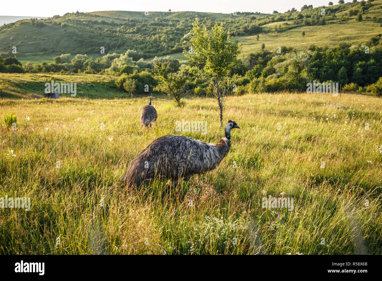 Wild emu carefully watching Stock Photo - Alamy