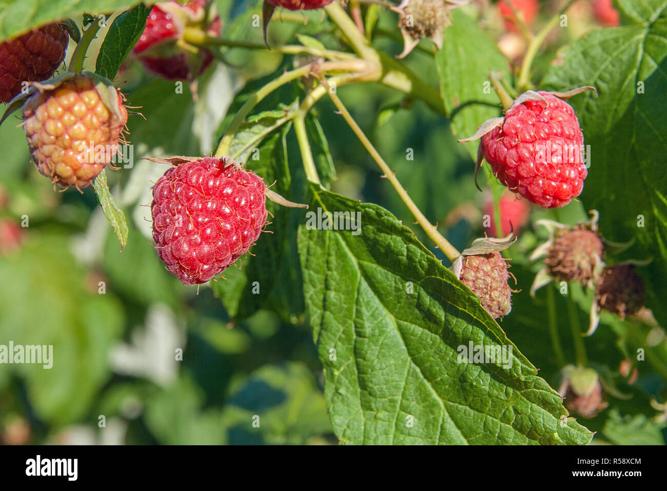 Lots of red ripe raspberries on a bush. Close up of fresh organic ...