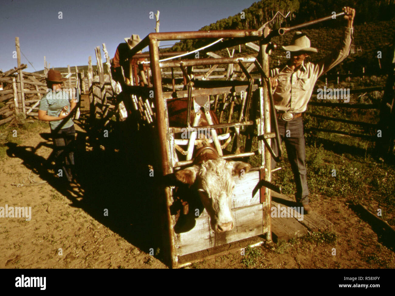 Cow in a cattle chute on ranch in Garfield County, Colorad 1973 Stock ...