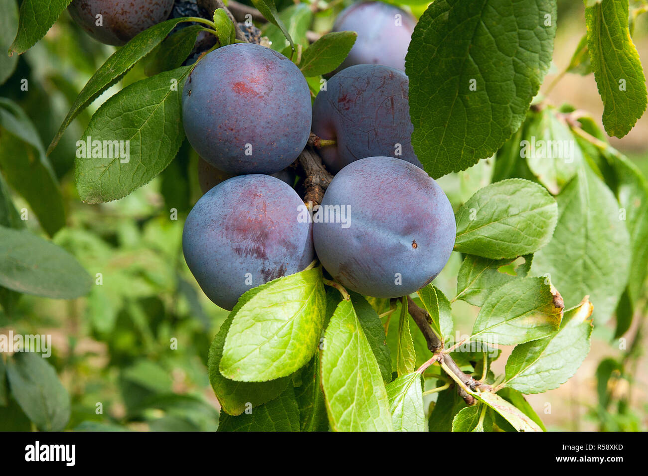 Close up of the plums ripe on branch. Ripe plums on a tree branch in ...
