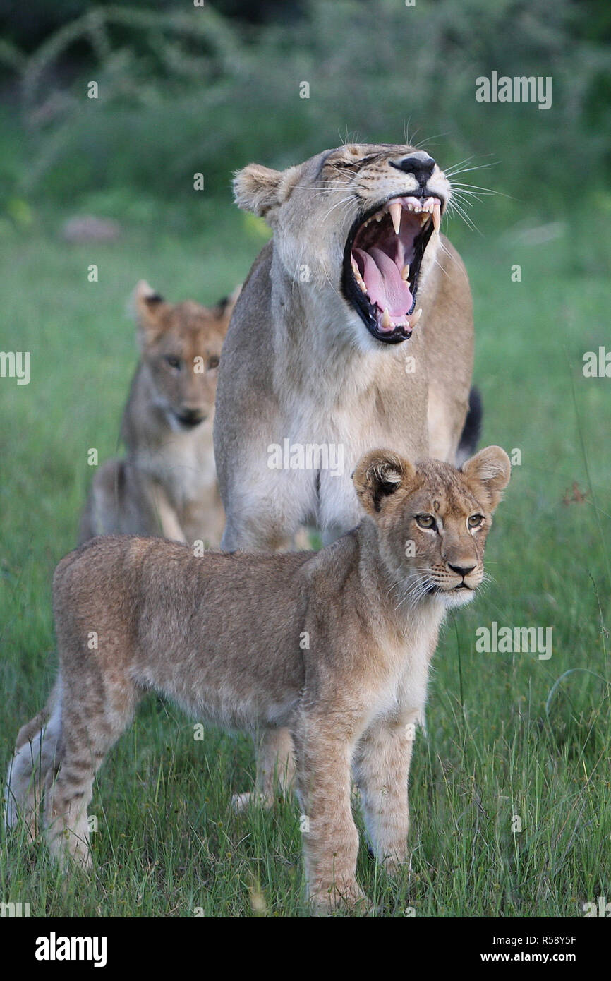 Lion wild dangerous mammal africa savannah Kenya Stock Photo - Alamy