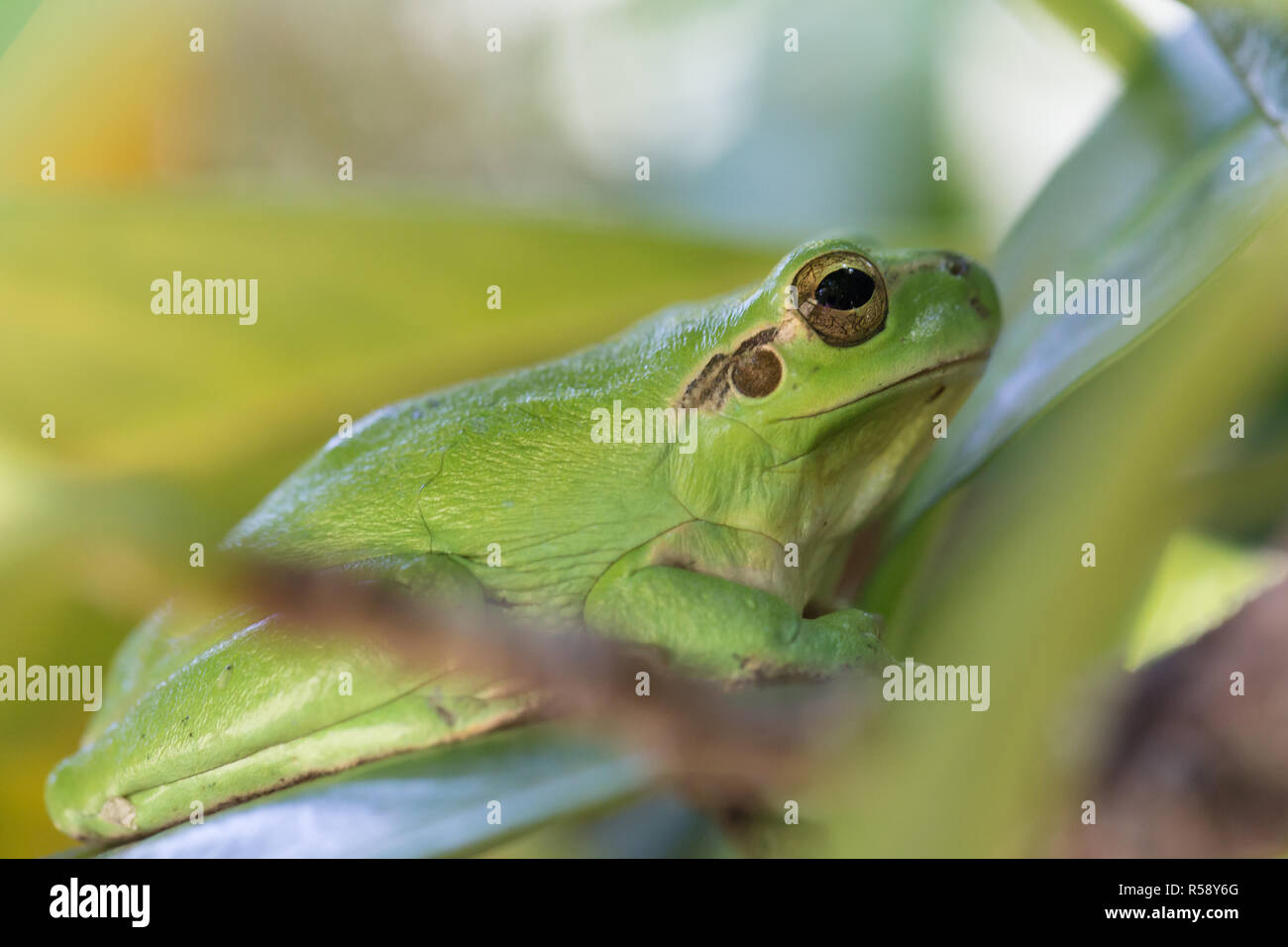 Black tree frog hi-res stock photography and images - Alamy