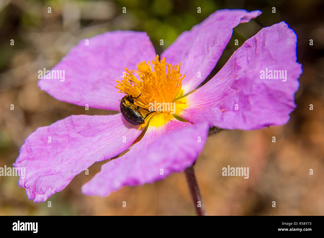 Bugs on flower Stock Photo - Alamy