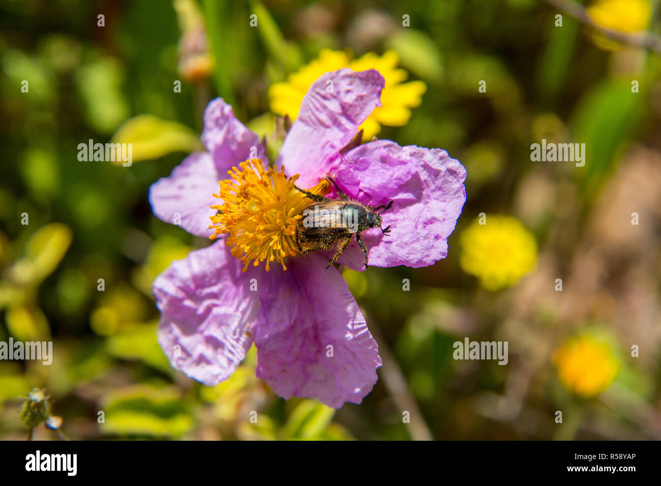 Bugs on flower Stock Photo - Alamy