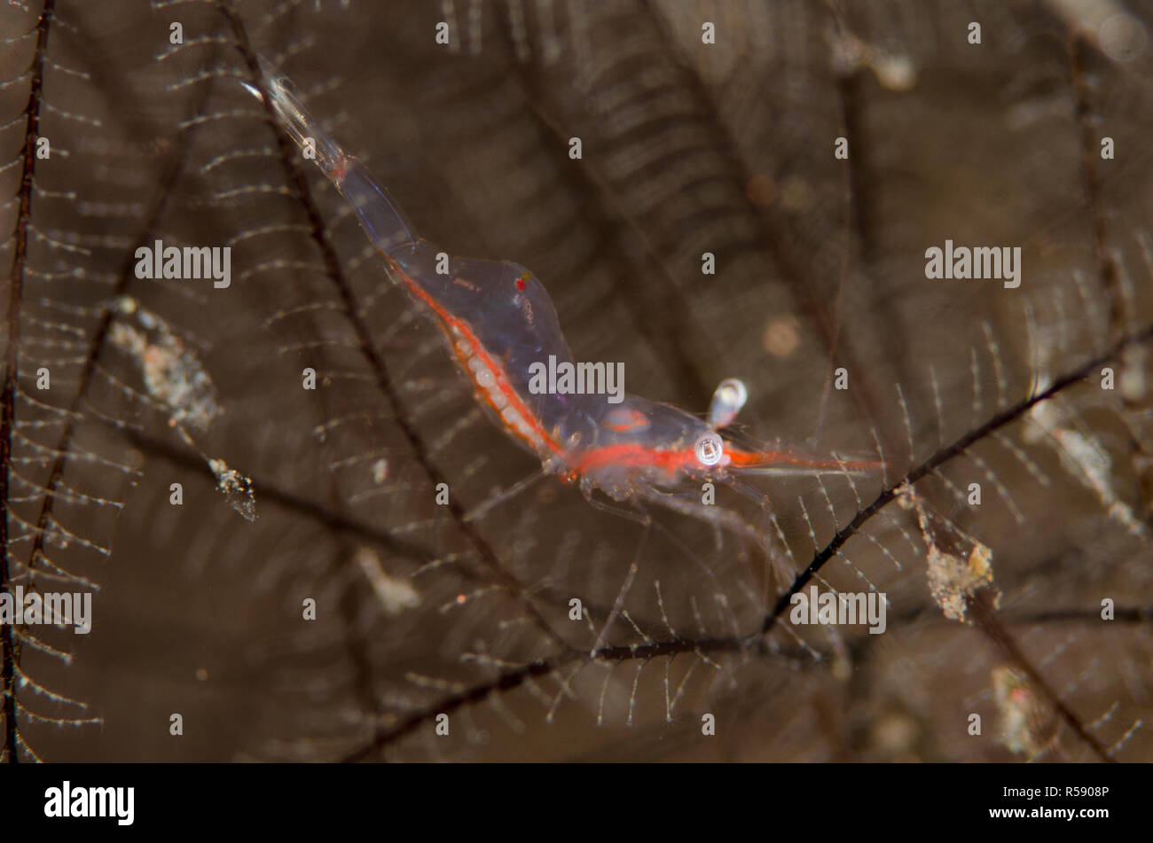 Gorgonian Shrimp, Manipontonia psamathe, with eggs in Hydroids ...