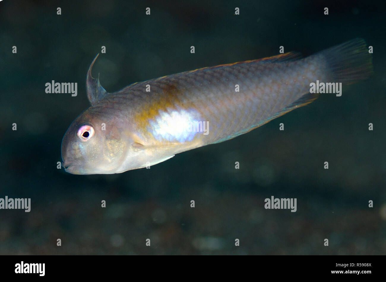 Razorfish hi-res stock photography and images - Alamy
