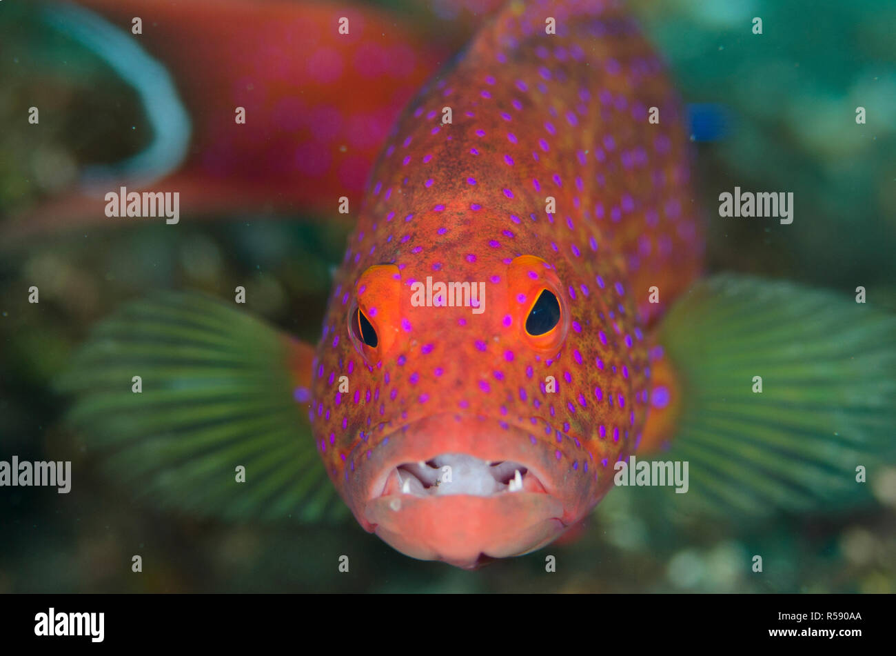 Grouper fish teeth hi-res stock photography and images - Alamy