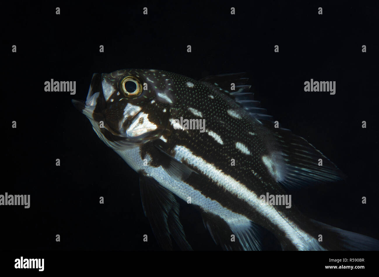 Midnight Snapper, Macolor macularis, Juvenile with subadult markings ...
