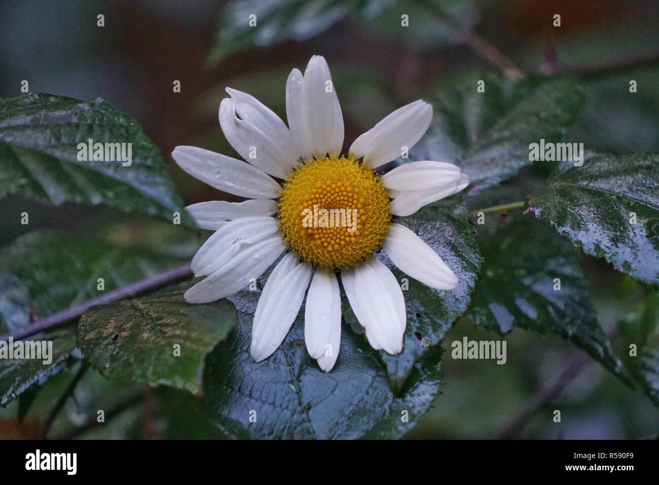 the white daisy in the garden Stock Photo - Alamy