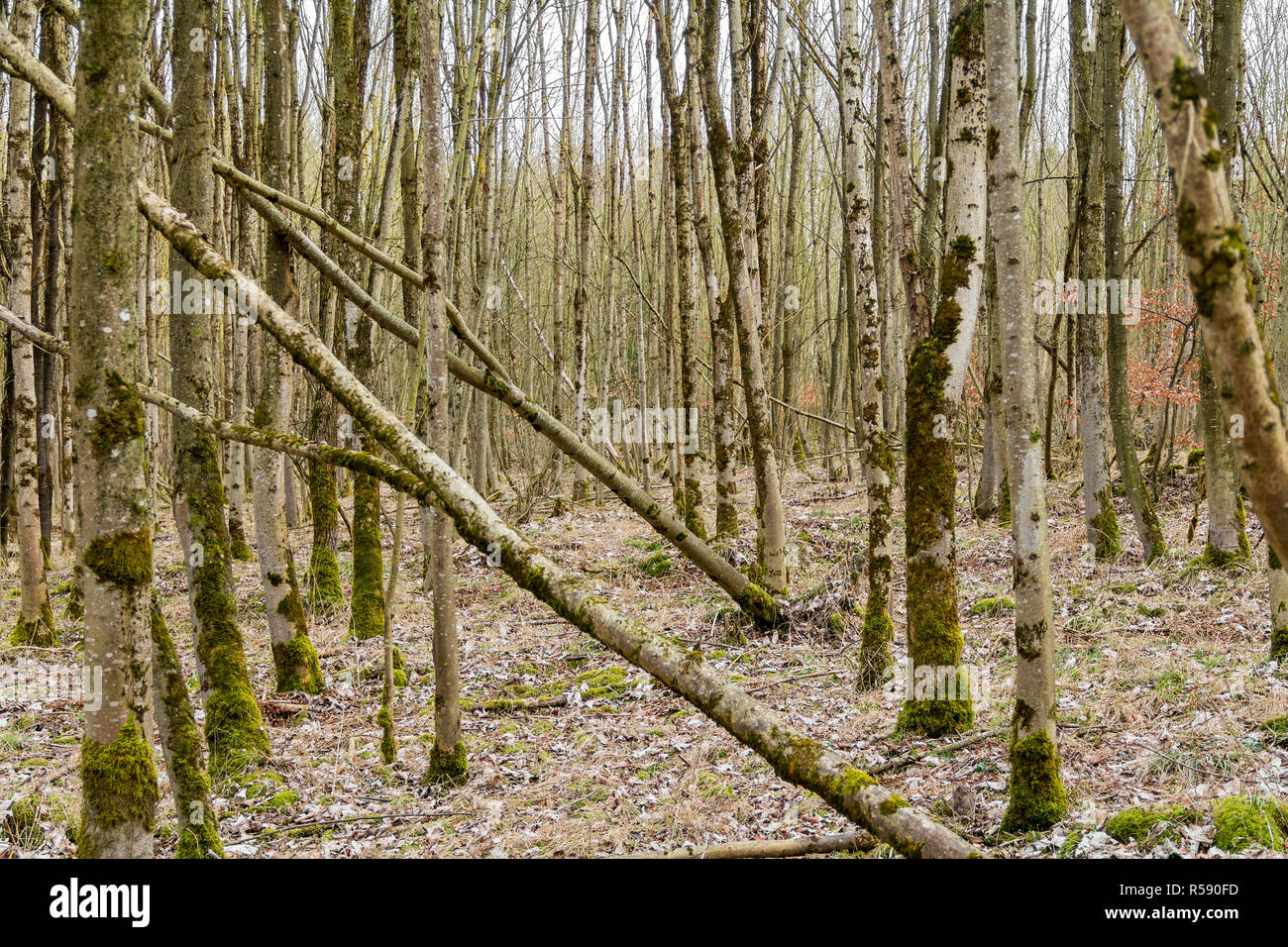 forest scenery with trees Stock Photo - Alamy