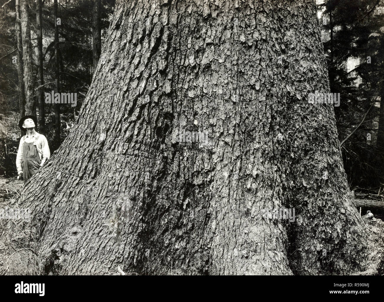 Industries of War - Lumbering - A 12-FT. spruce of straight grained ...