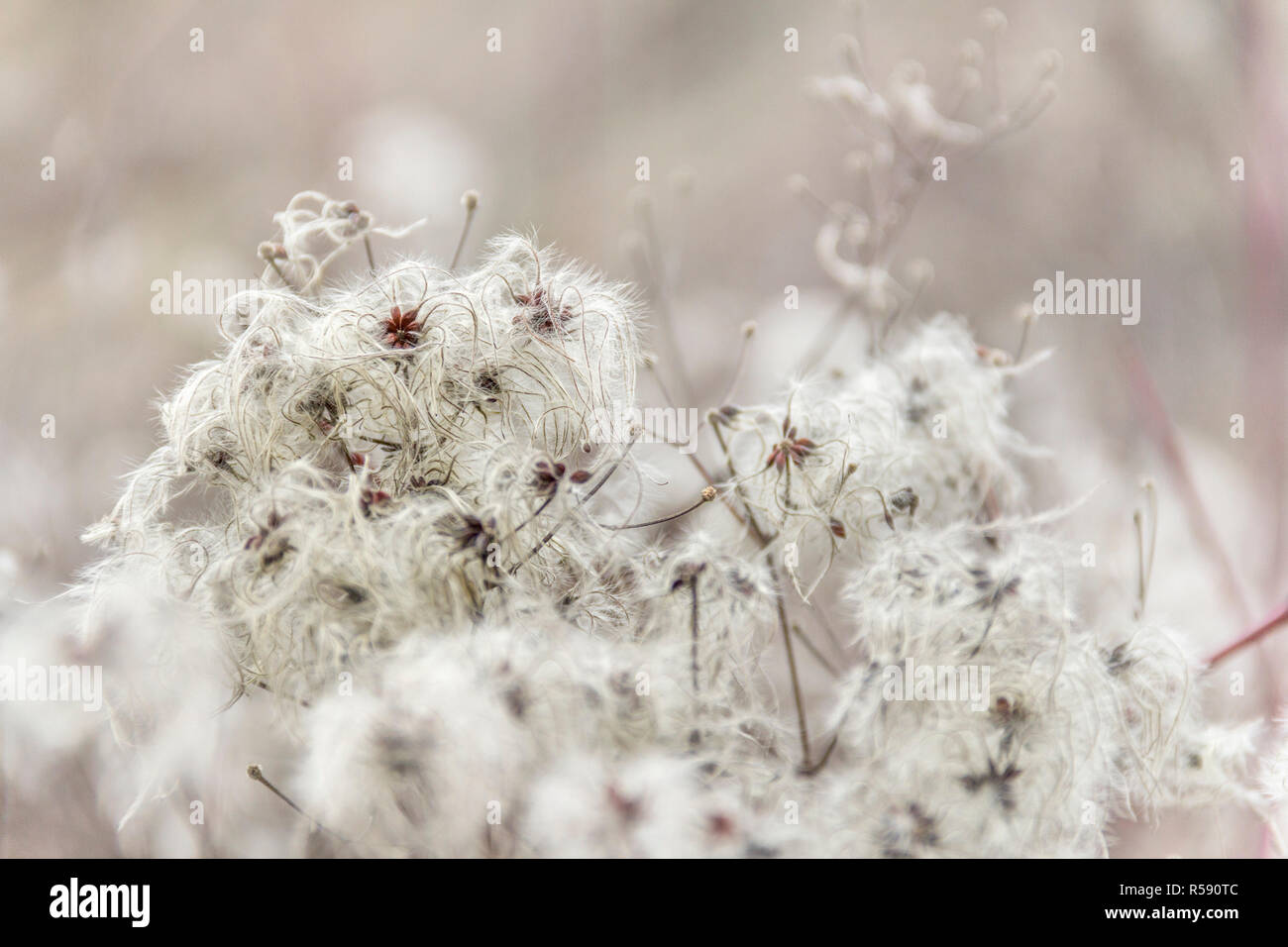 Pale fluffy seeds hi-res stock photography and images - Alamy