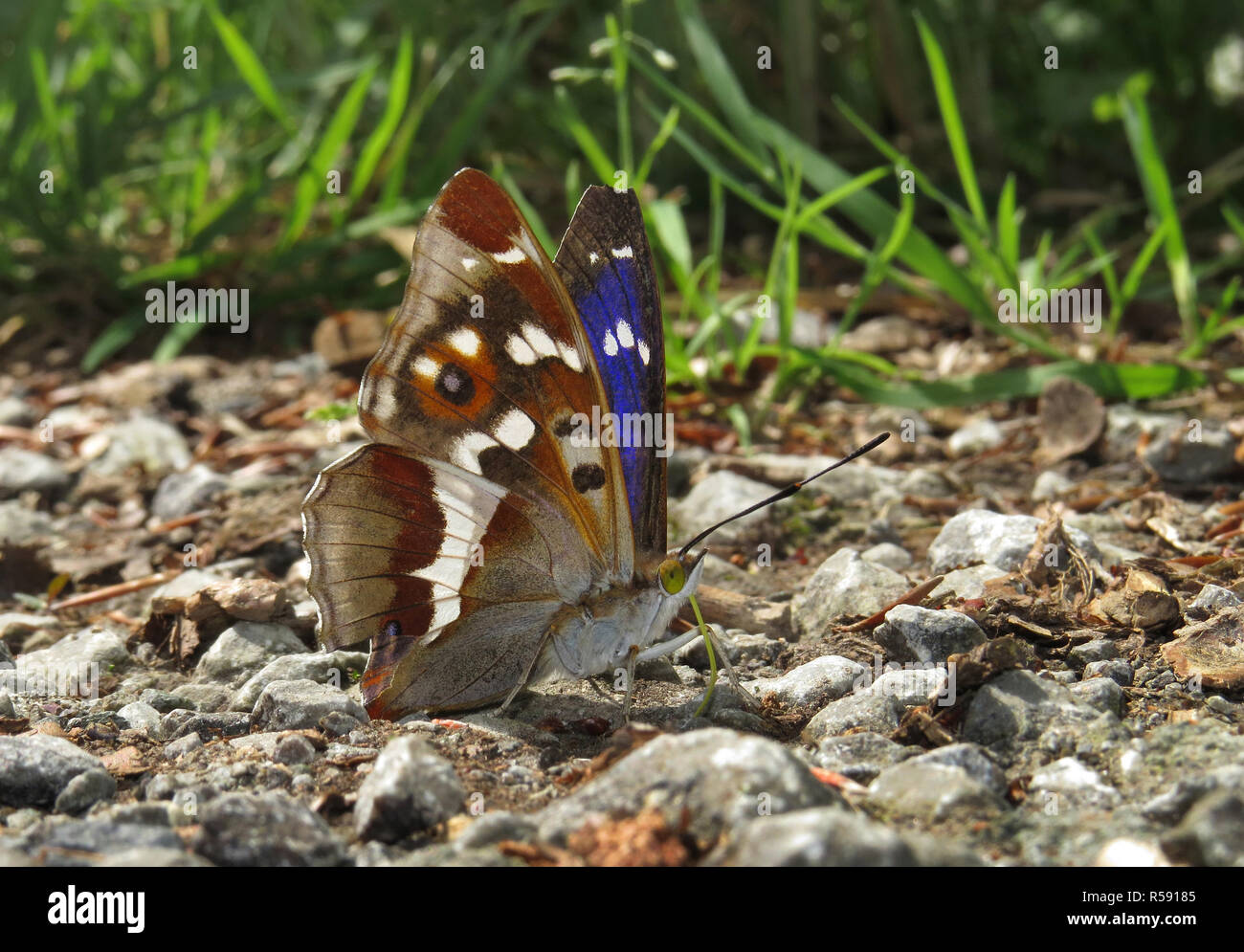 Schmetterlingsarten hi-res stock photography and images - Alamy